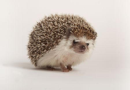 Poem 1: The Hedgehog by RyugaBoumera on DeviantArt