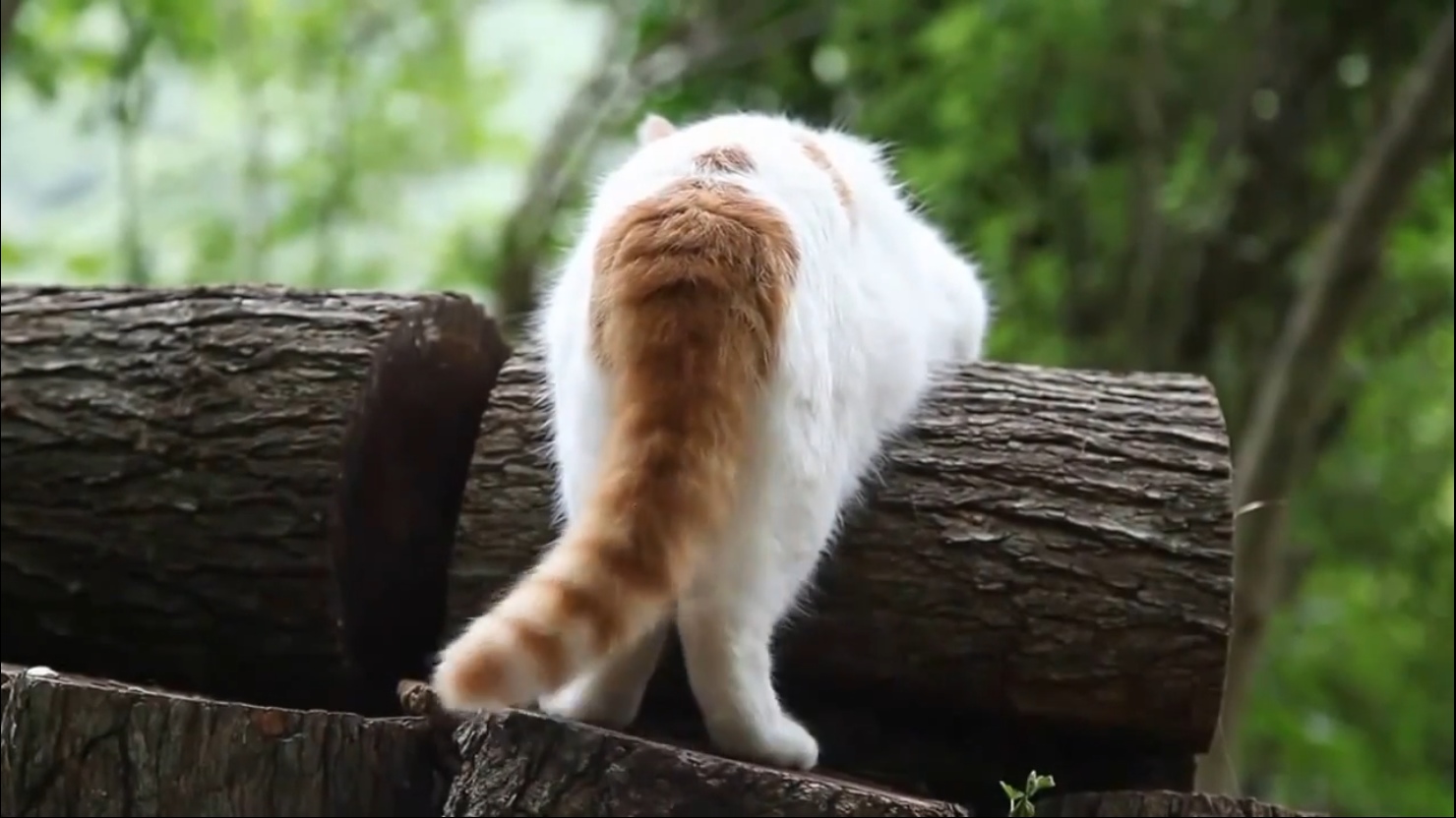 Funny Moving Cat Pictures