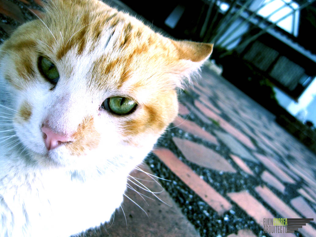 Gato Miron by ecorrea87 on DeviantArt