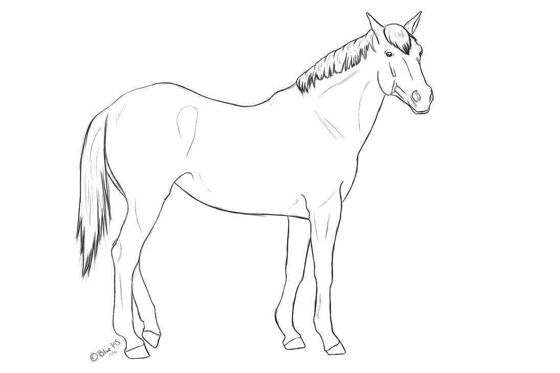 Horse line - mare by BlueMoonStable on DeviantArt