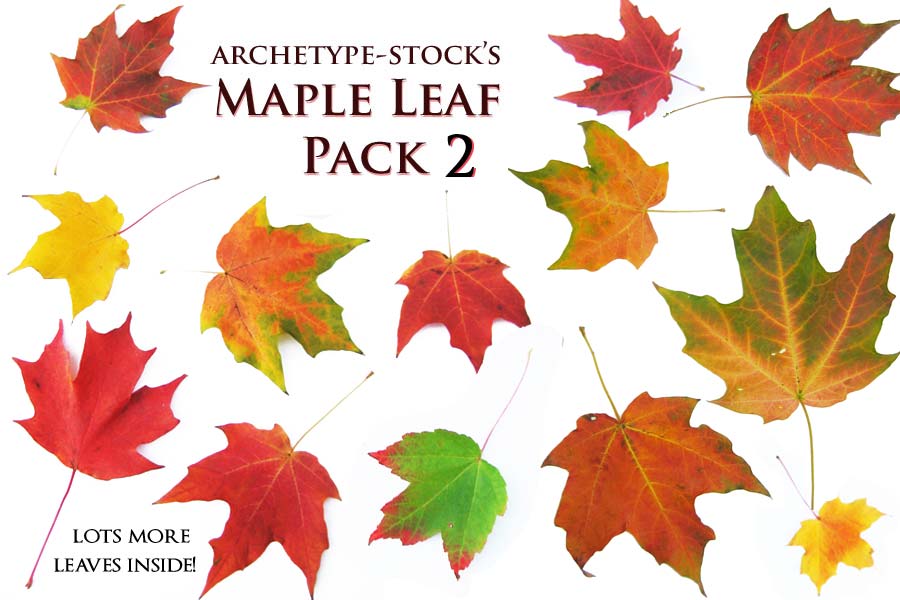 Maple Leaves Pack 2 by archetype-stock on DeviantArt