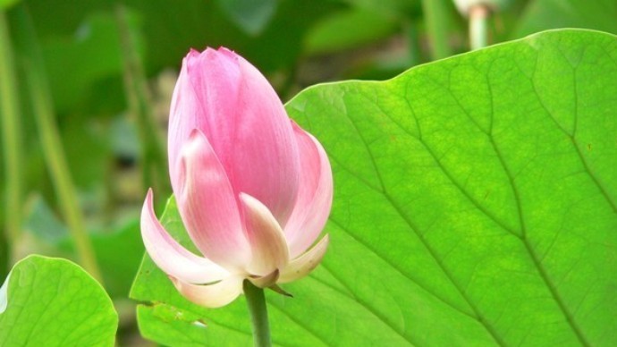 Lotus Flash by fsaiko1314 on DeviantArt