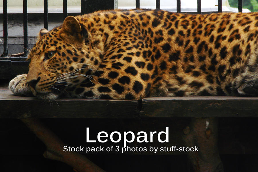 Leopard Stock Pack by stuff-stock on DeviantArt