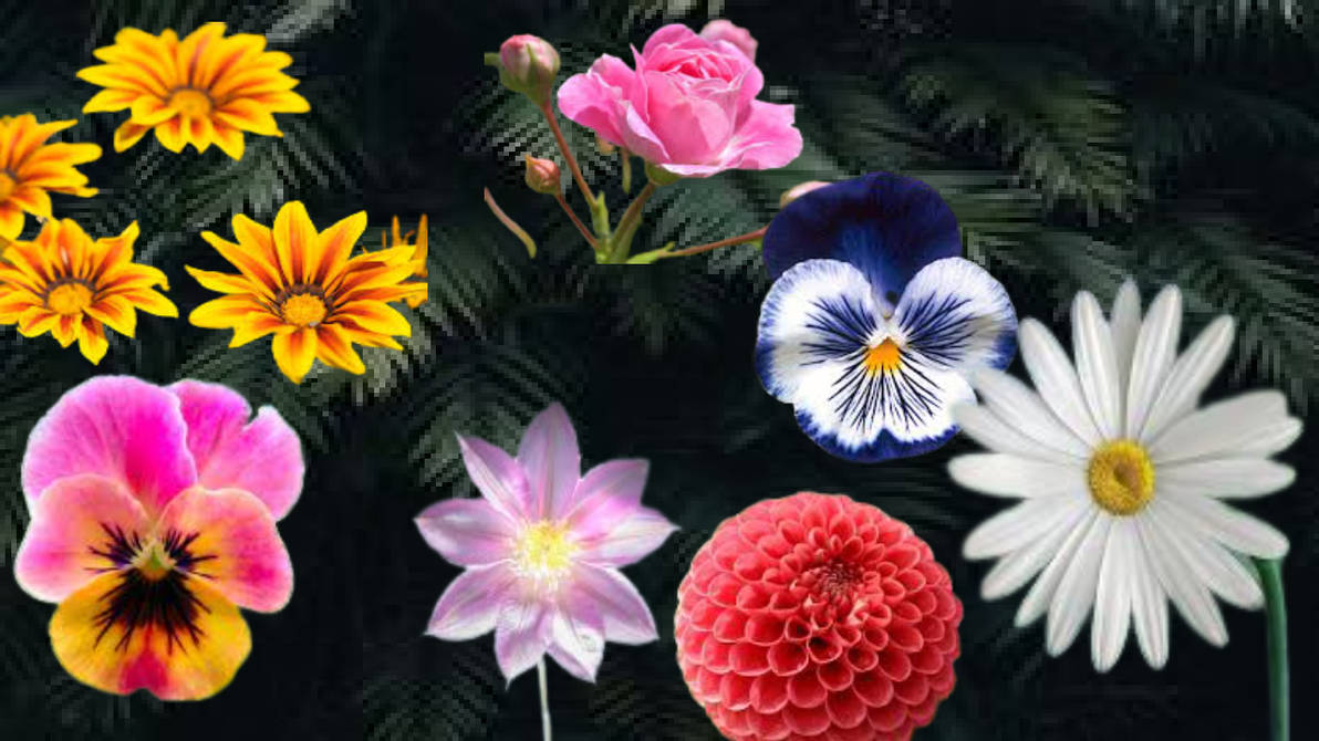 Flowers png pack by marvelus123 on DeviantArt