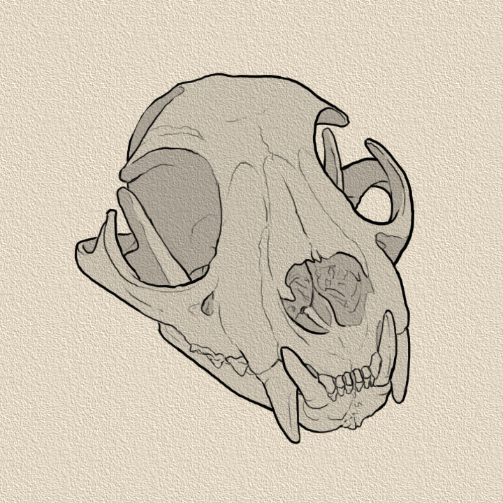 Bobcat Skull Drawing