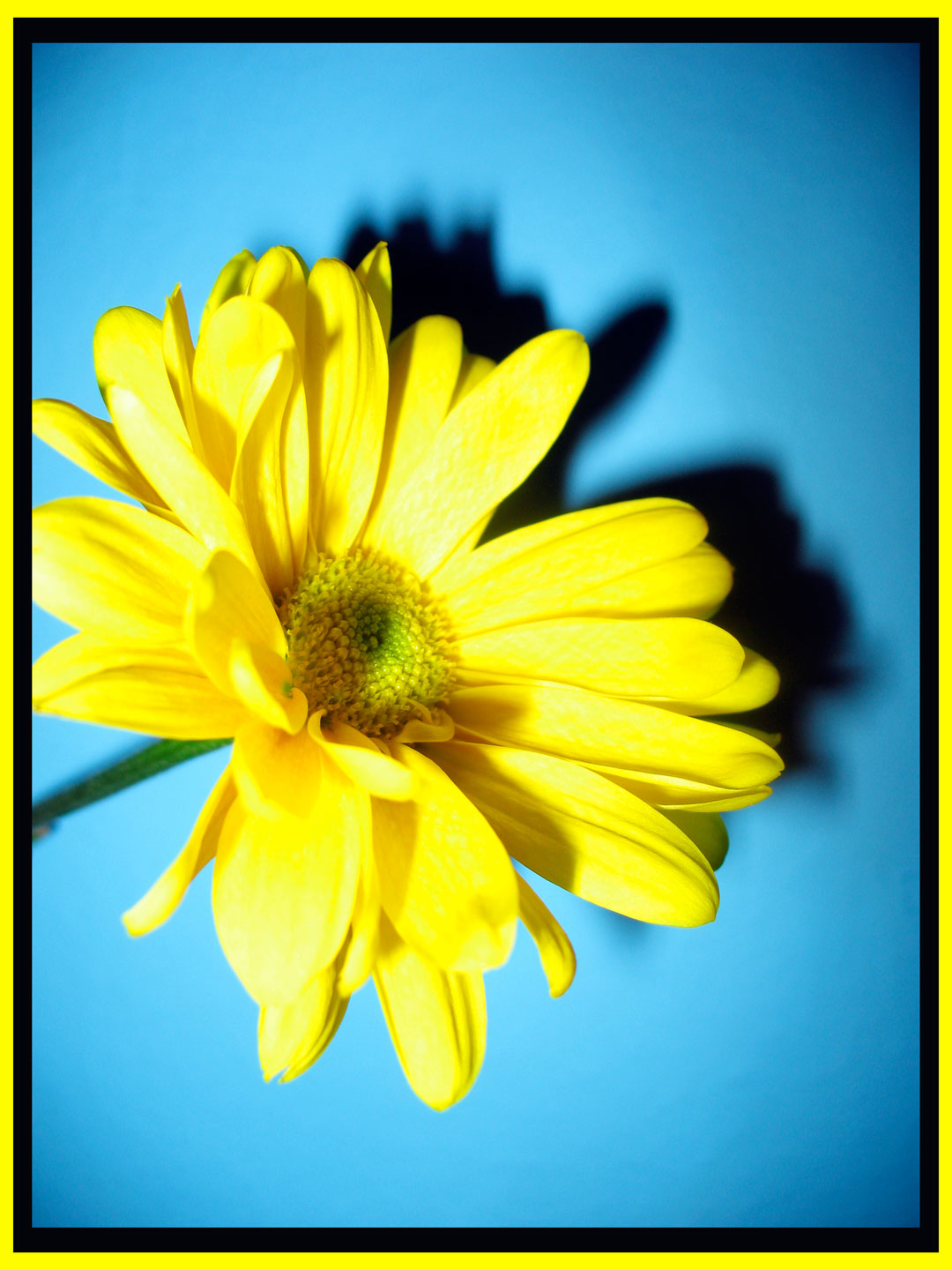Daisy Days by chellaroo on DeviantArt