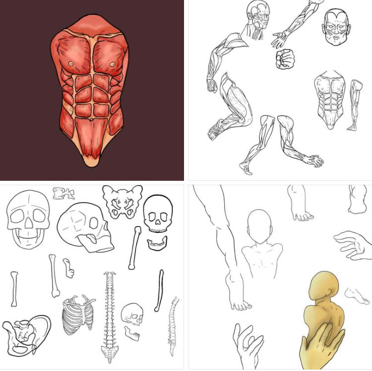 Anatomy bushes by 3ichael7ambert on DeviantArt