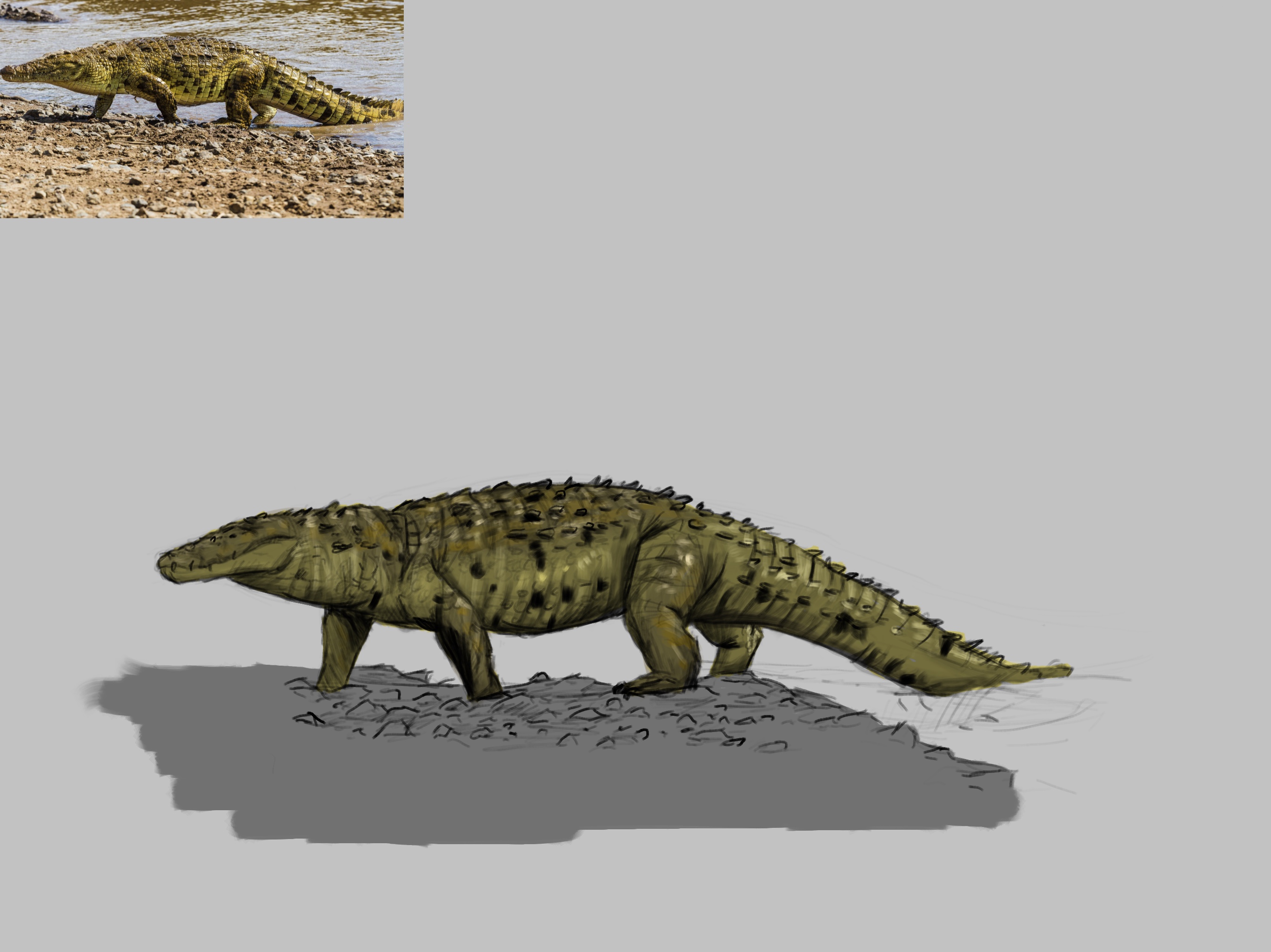 Crocodile by OvenBakedCheese on DeviantArt