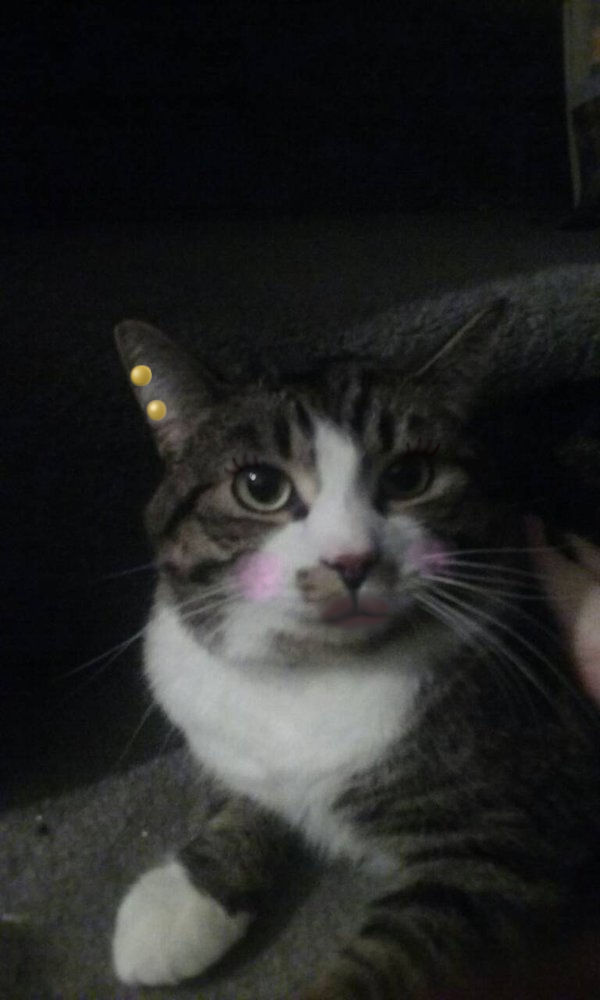 CAT DIVA by theartisan2 on DeviantArt