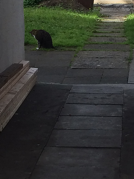 Itchy kitty by Huqstuff on DeviantArt