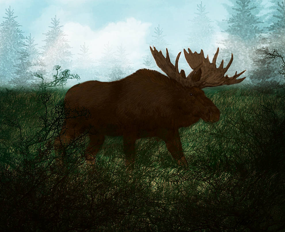 Moose by crazywolfobsession on DeviantArt