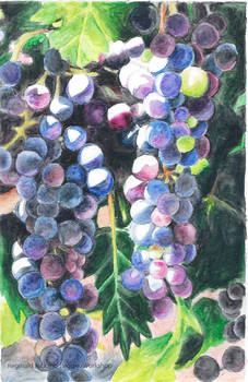 Explore the Best Grapevine Art | DeviantArt
