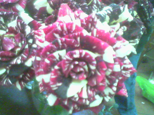 Hocus Pocus Rose by Jiori-Seth on DeviantArt