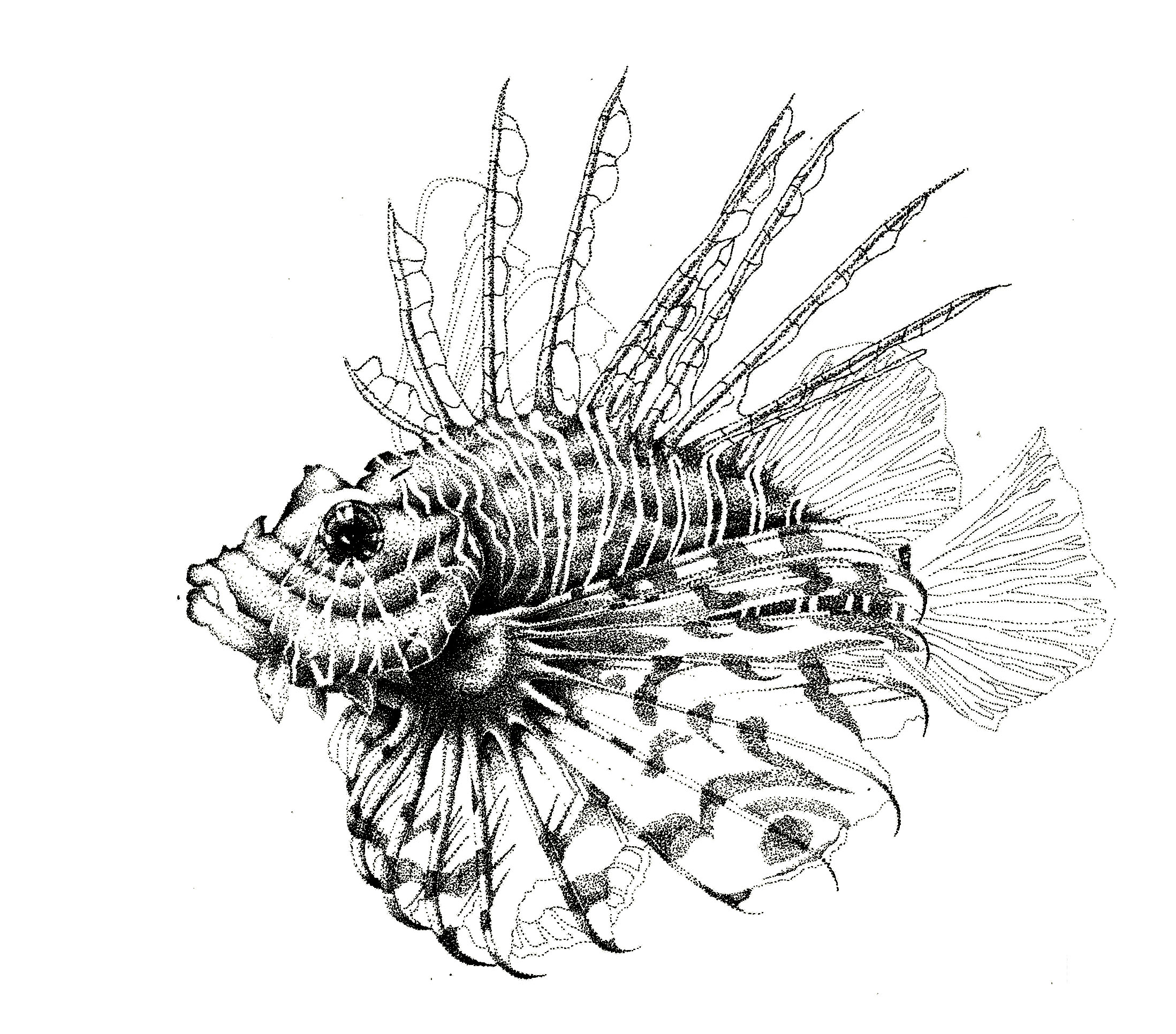 Red Lionfish Drawing