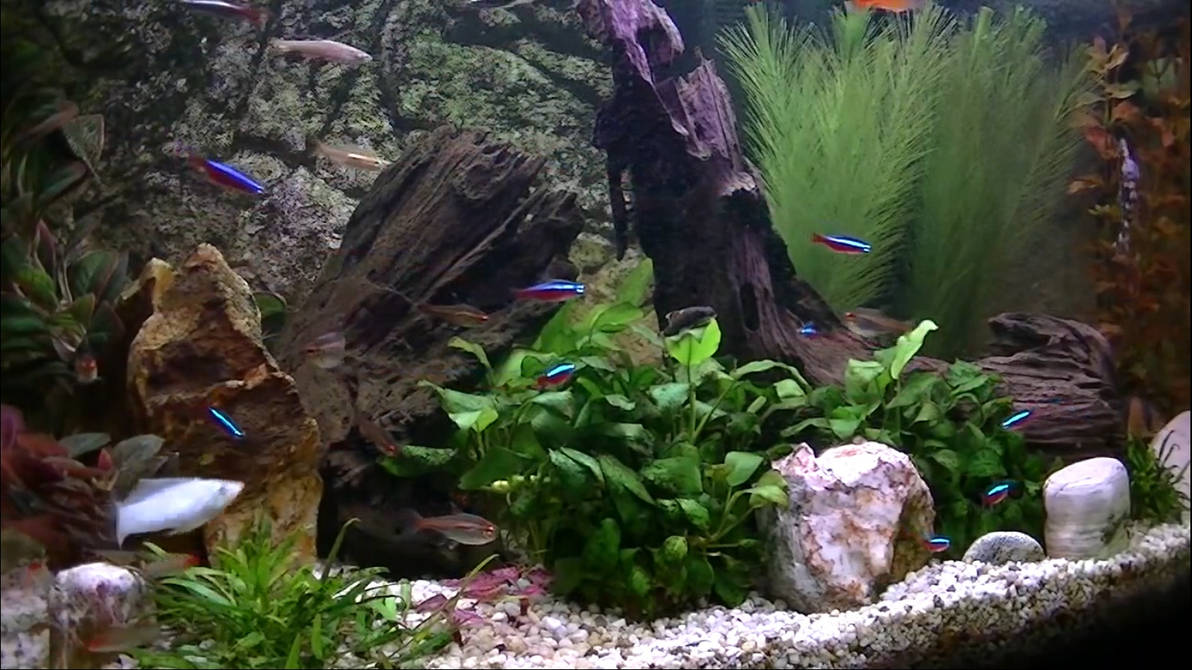 Dream Aquarium by RebeccaTT on DeviantArt