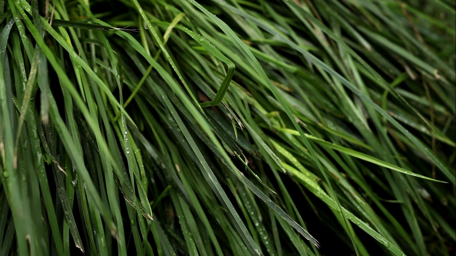 Green Grass by RebeccaTT on DeviantArt