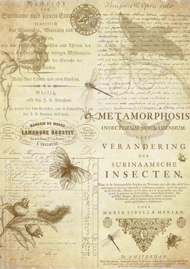 Metamorphosis by auRoraBor on DeviantArt