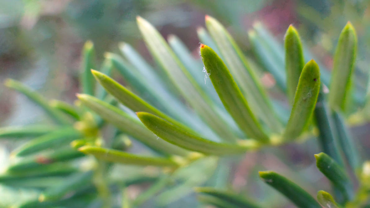 Leaves by cesiedesign on DeviantArt