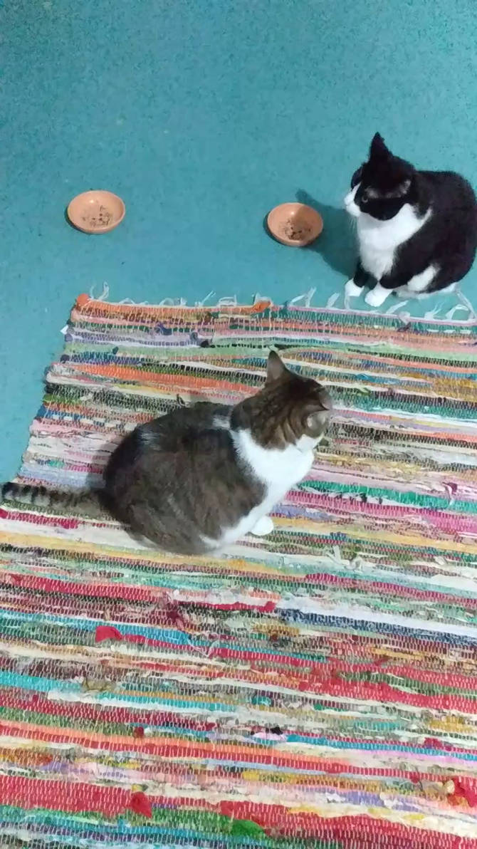 Video - Kitty Dinner Time by Creature-Studios on DeviantArt