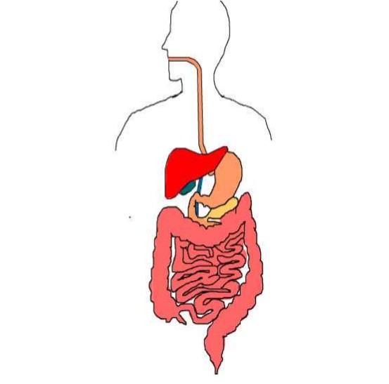 The Digestive System by UltraMaster360 on DeviantArt