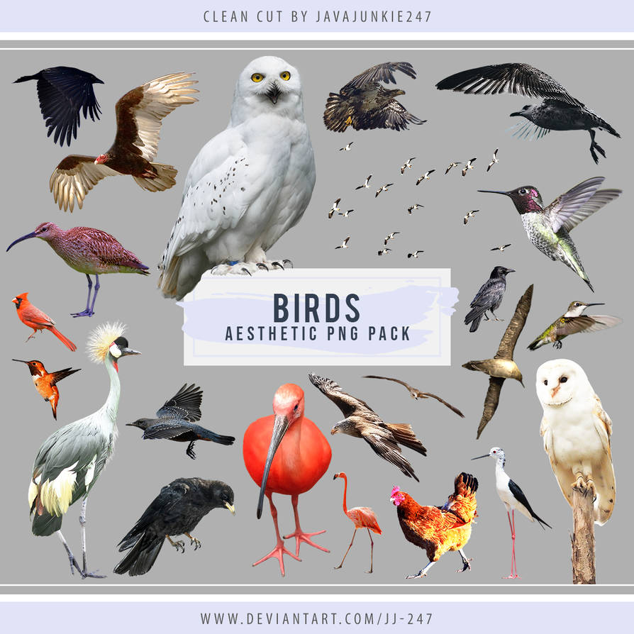 Birds Aesthetic PNG Pack by JJ-247 on DeviantArt