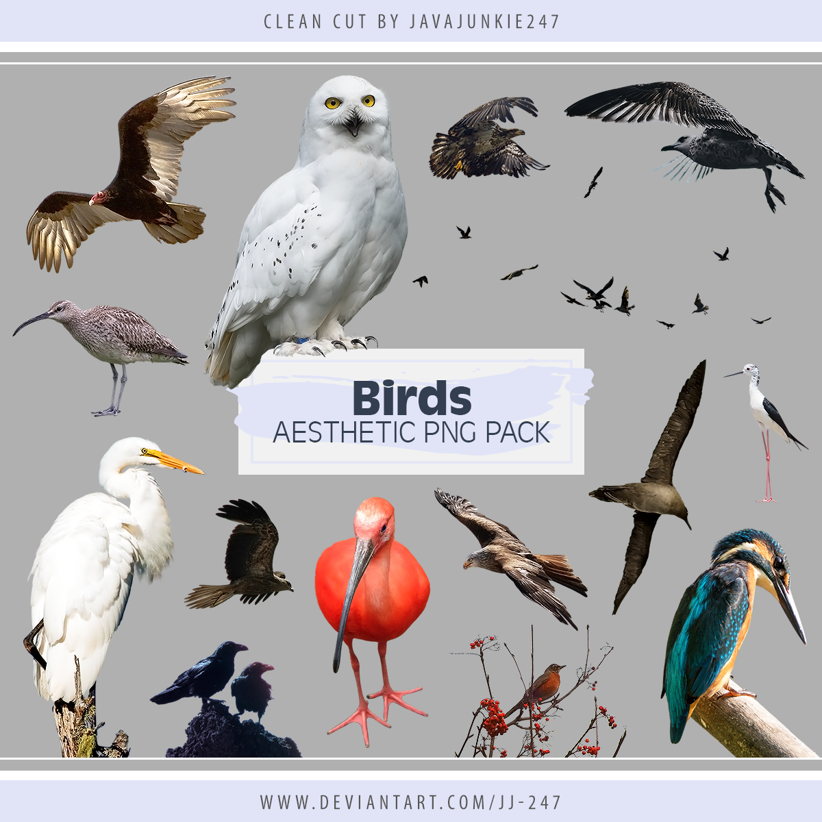 Birds Aesthetic PNG Pack by JJ-247 on DeviantArt