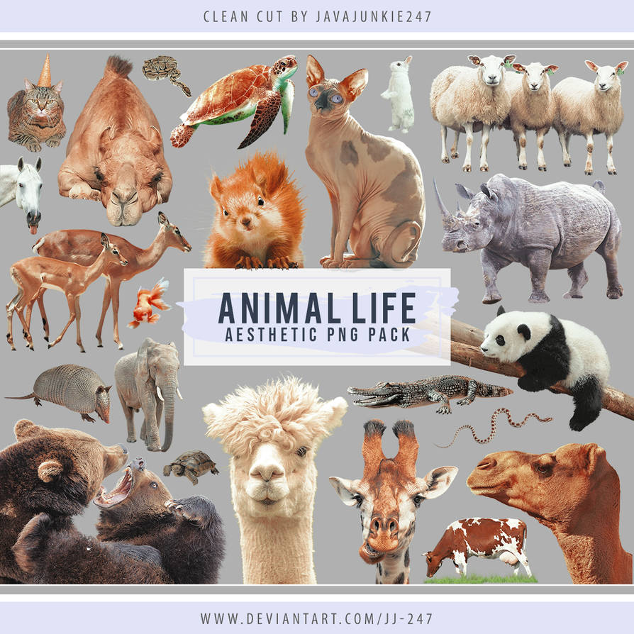 Animal Life Aesthetic PNG Pack by JJ-247 on DeviantArt