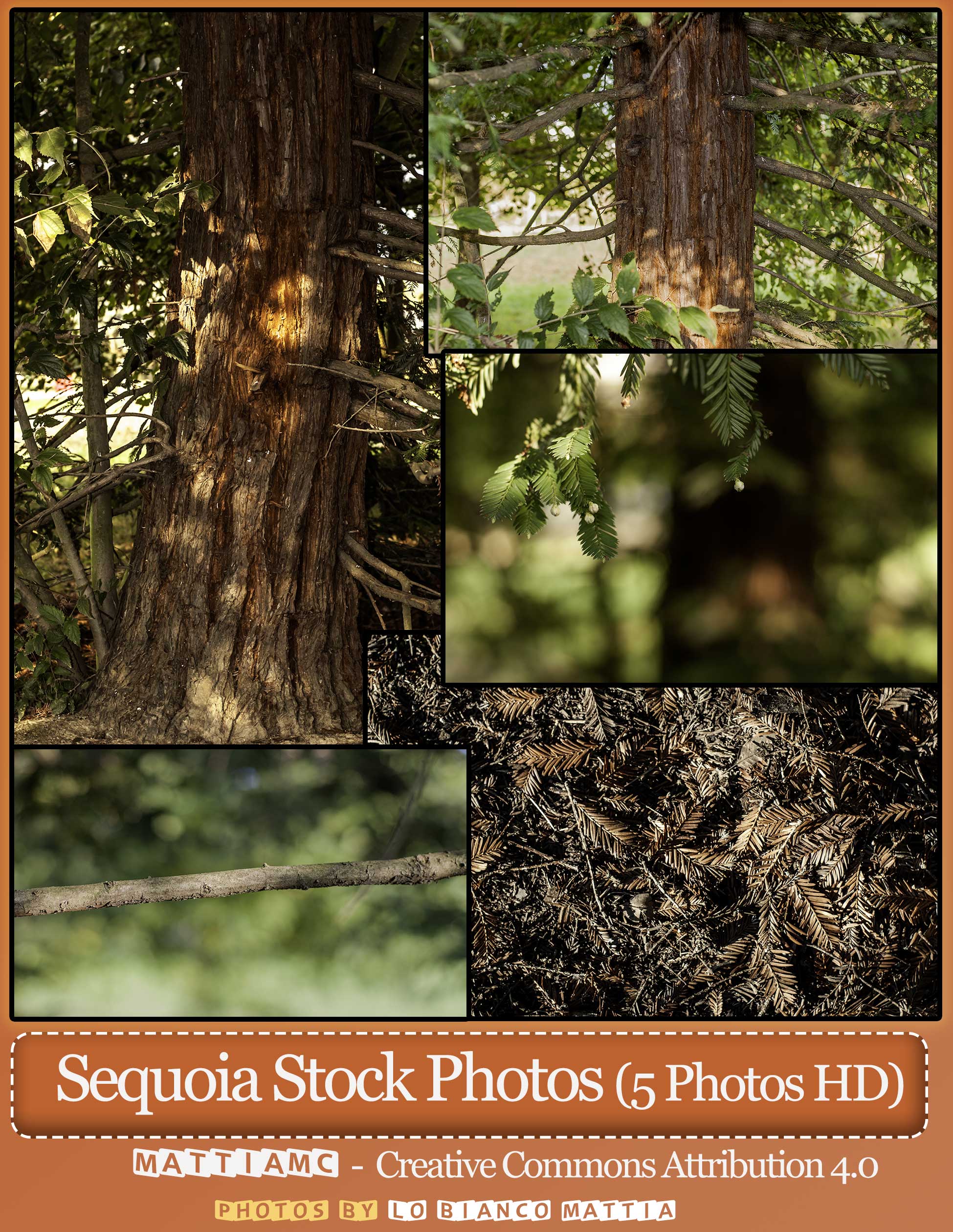 SEQUOIA Stock 5 Photos Sempervirens Coast redwood by MattiaMc on DeviantArt