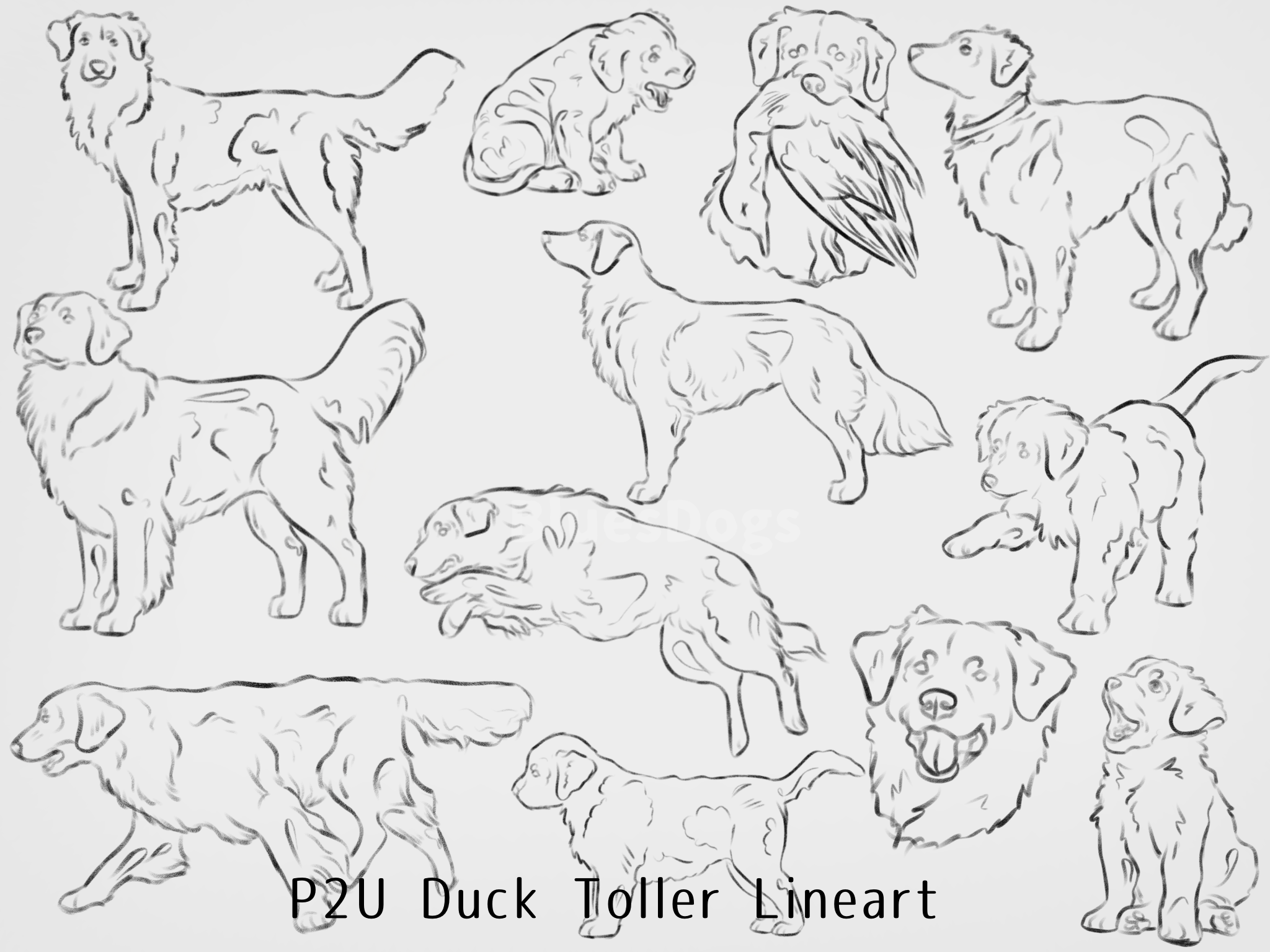 P2U Nova Scotia Duck Toller Lineart by BluesDogs on DeviantArt