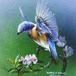 Bluebird by lunarballad on DeviantArt