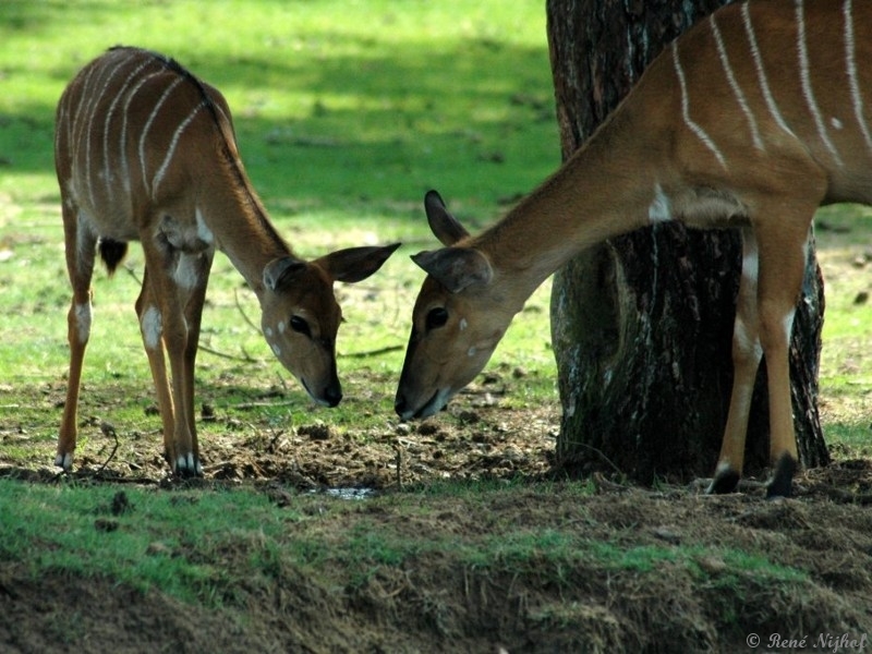 Nyala Wallpaper by EDJN on DeviantArt