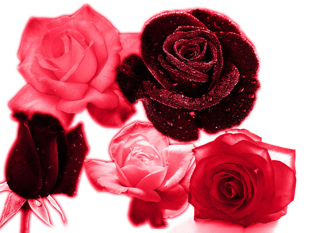 Rose Brushes by artisticjayj on DeviantArt