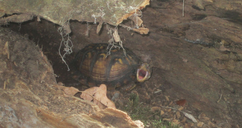Mr. turtle by redheavy on DeviantArt