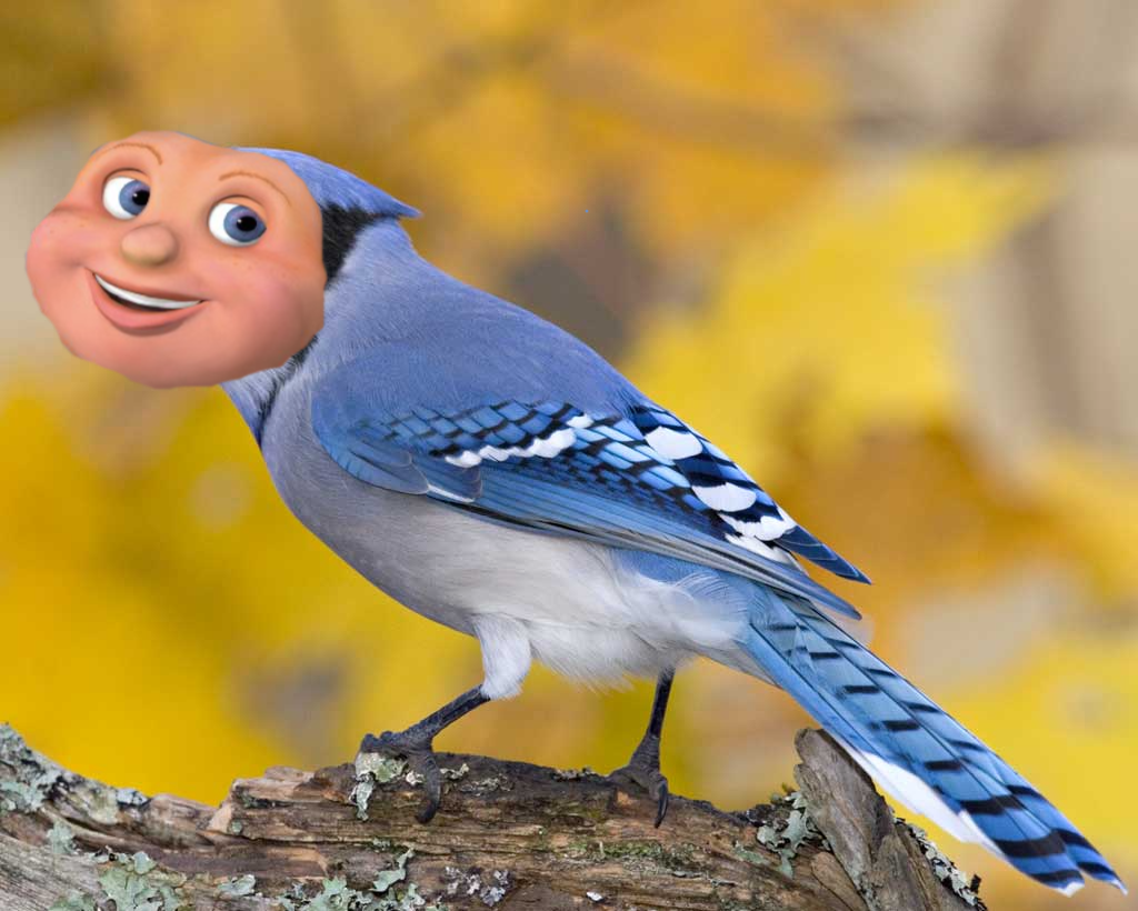 blue jay jay by supertrex57 on DeviantArt