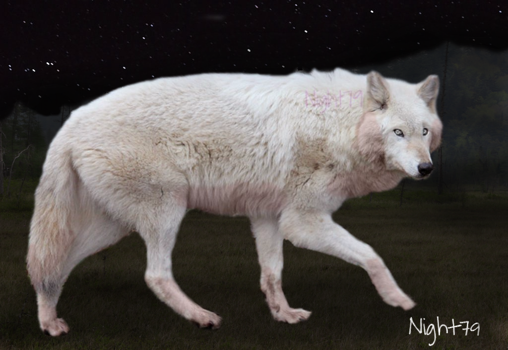 Wolf-Stock-central DeviantArt Gallery