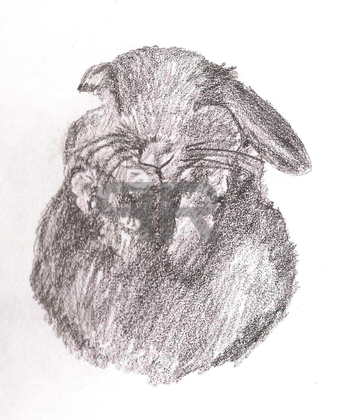 Big Fat Rabbit by orusxiii on DeviantArt