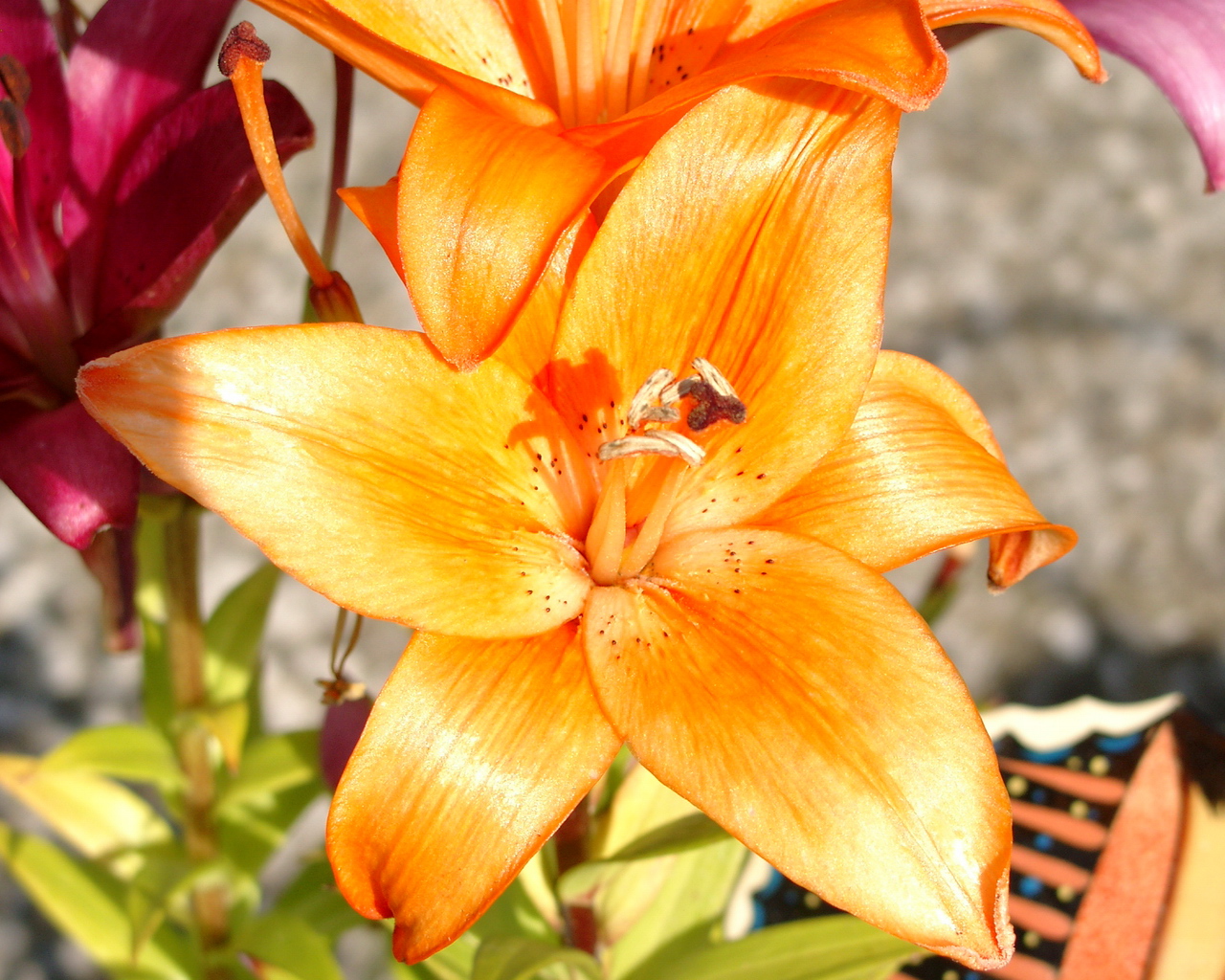 Shining Flower by MaritosWay on DeviantArt