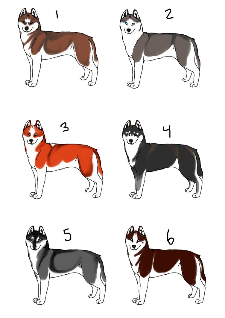 Siberian Husky Imports : One left!! by ariieve on DeviantArt