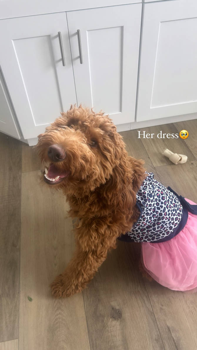 Cora Jade Dog Coco by AlexaJade620 on DeviantArt