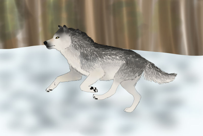 Realistic Wolf by alexwolflover777 on DeviantArt