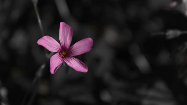 Delwa - Hobbyist, General Artist | DeviantArt