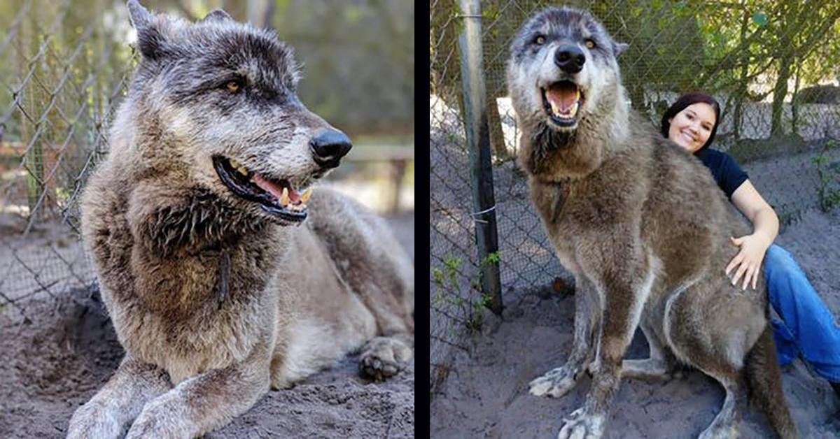 Giant Wolf Dog by ElijahHyena on DeviantArt