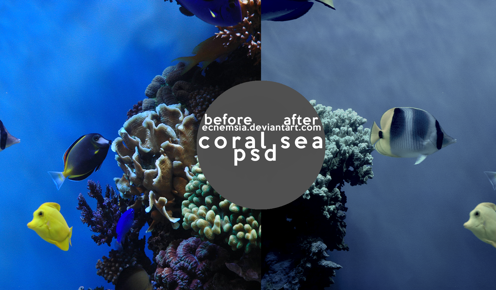 Coral Sea by ecnemsia on DeviantArt