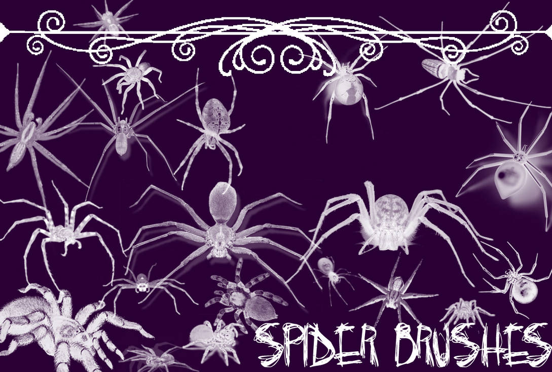 Spider Brushes by Gothic11Shadow on DeviantArt