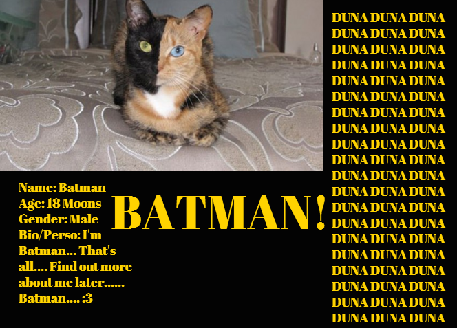 BATMAN AS A CAAAAAAAAAAAAAAAT! by BatteryPack5 on DeviantArt
