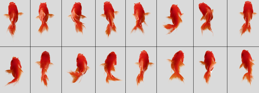 16 fishes for the animation by sanderndreca on DeviantArt