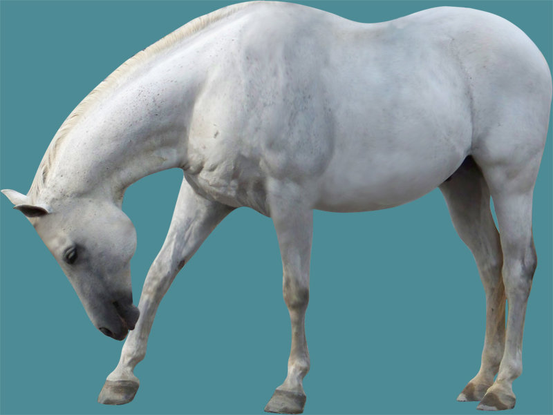 Tack removal-stock by shush-stock on DeviantArt