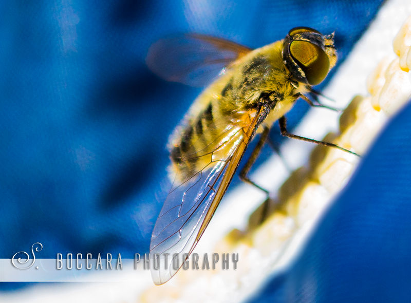 Abeille by SBLarmeCreative on DeviantArt