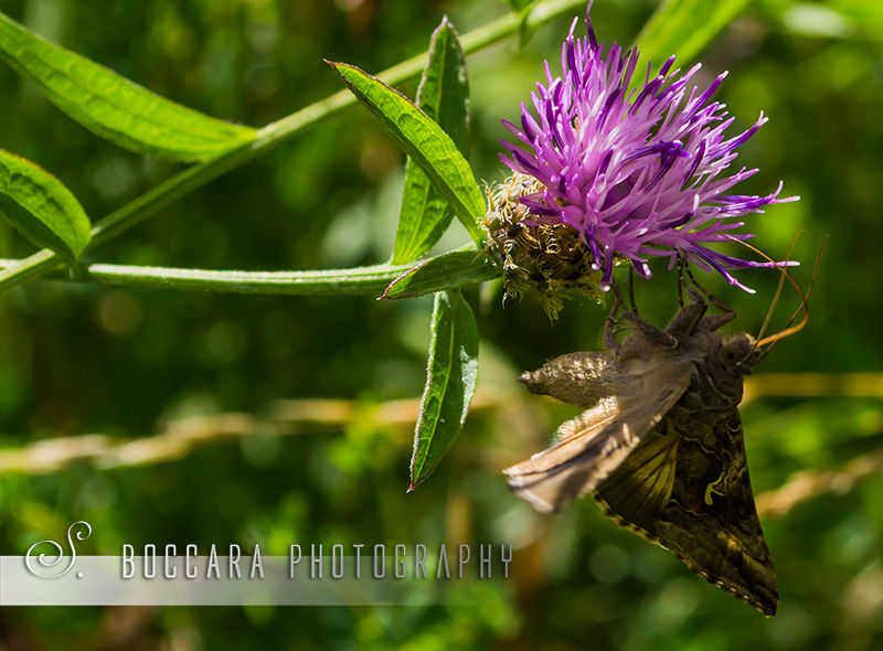 Autographa gamma by SBLarmeCreative on DeviantArt
