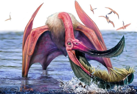 Pterodaustro by BILAAPJE on DeviantArt